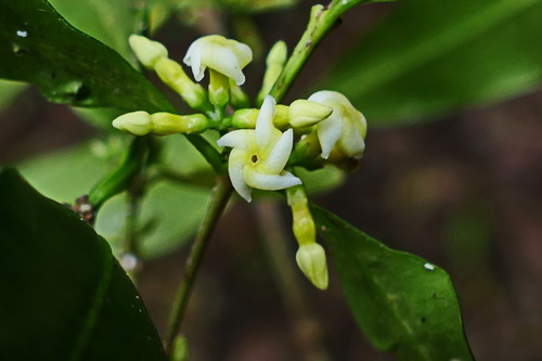 Alyxia loeseneriana · iNaturalist