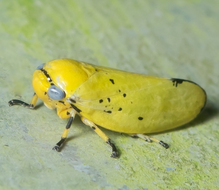 Yellow Raintree Spittlebug from Mtunzini on September 29, 2022 at 07:27 ...