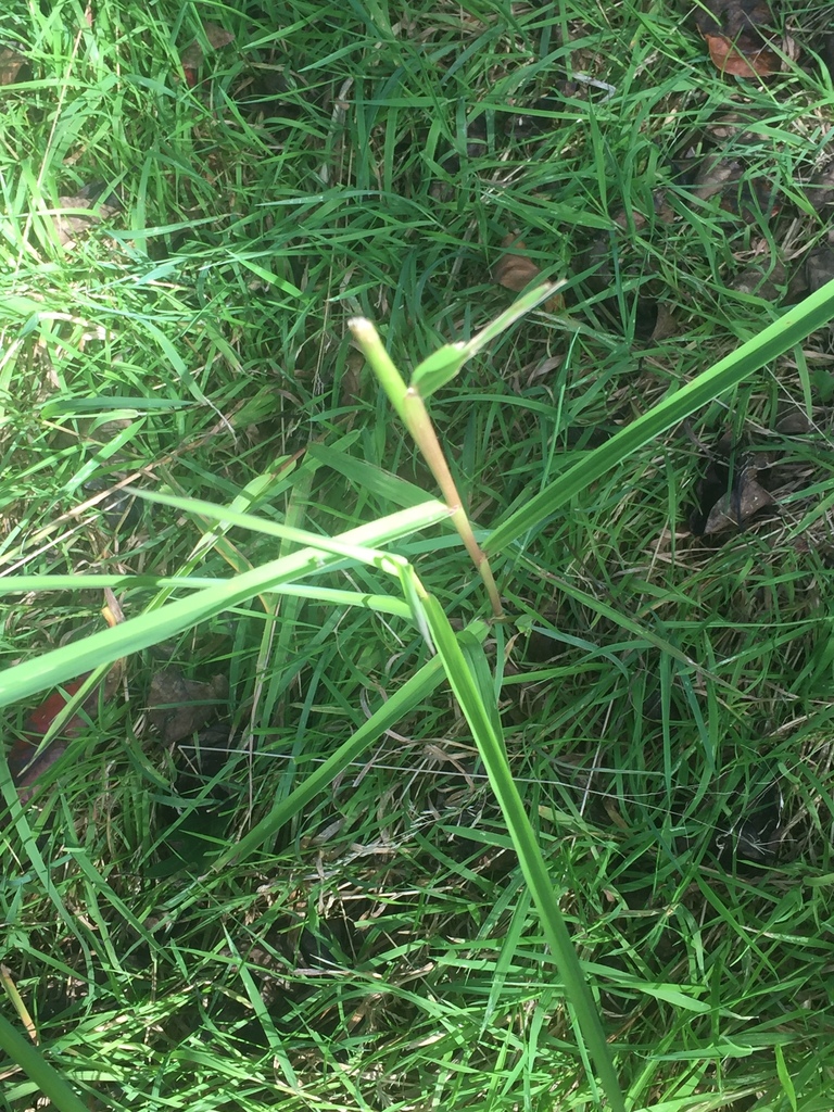rice cutgrass from Suffolk County, US-NY, US on September 24, 2022 at ...
