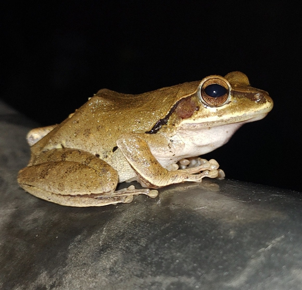 Chunam Tree Frog from Q92C+3V2, Yodha Nagar, New Area, Aurangabad ...