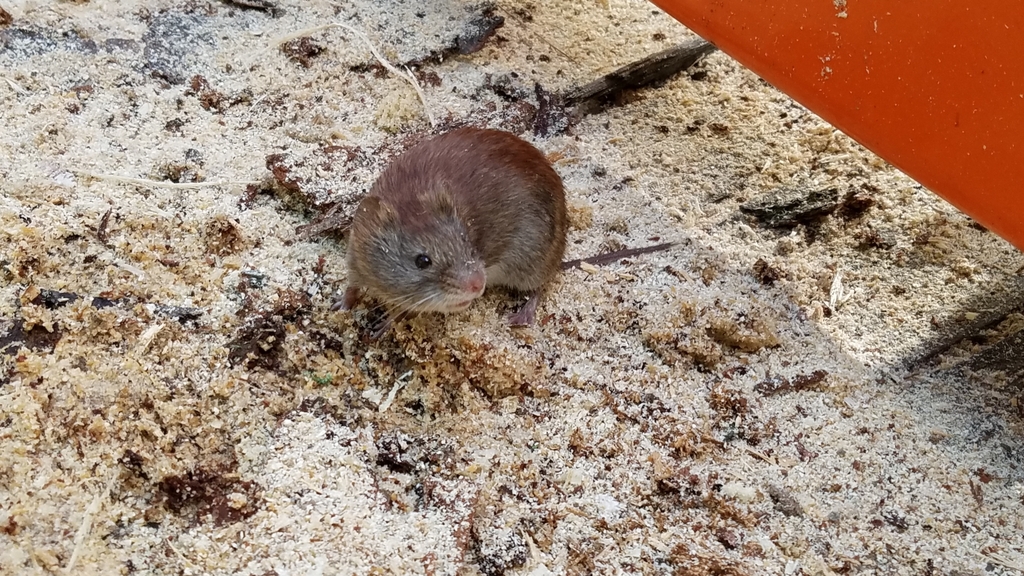 Southern Red-backed Vole from Lakeland, WI, USA on August 19, 2022 at ...