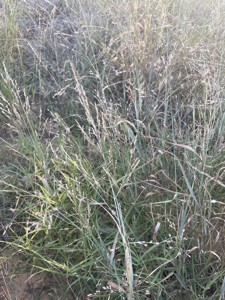 switchgrass from N Bowman Springs Rd, Arlington, TX, US on September 30 ...