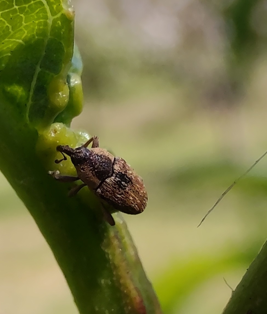 Flower Weevils from Agronomía, CABA, Argentina on September 30, 2022 at ...