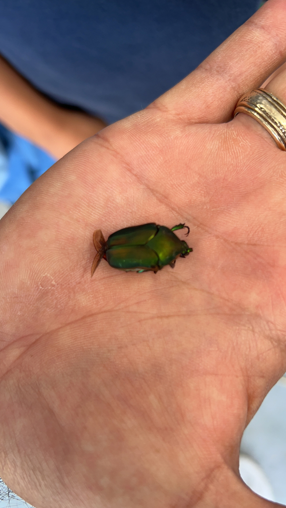 Common Green June Beetle from Richmond on September 30, 2022 at 09:20 ...