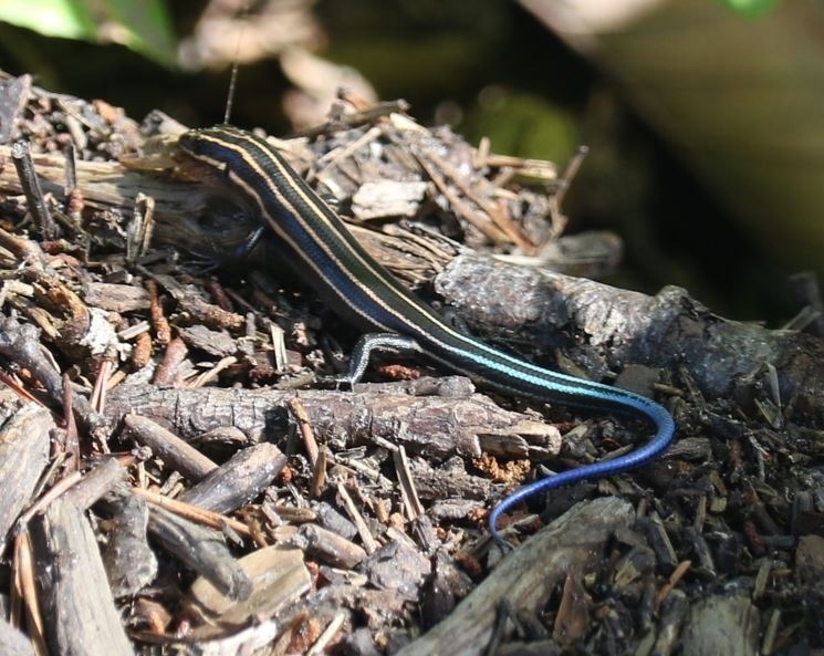 Common Five-lined Skink from Hanging Rock State Park, Westfield, NC, US ...
