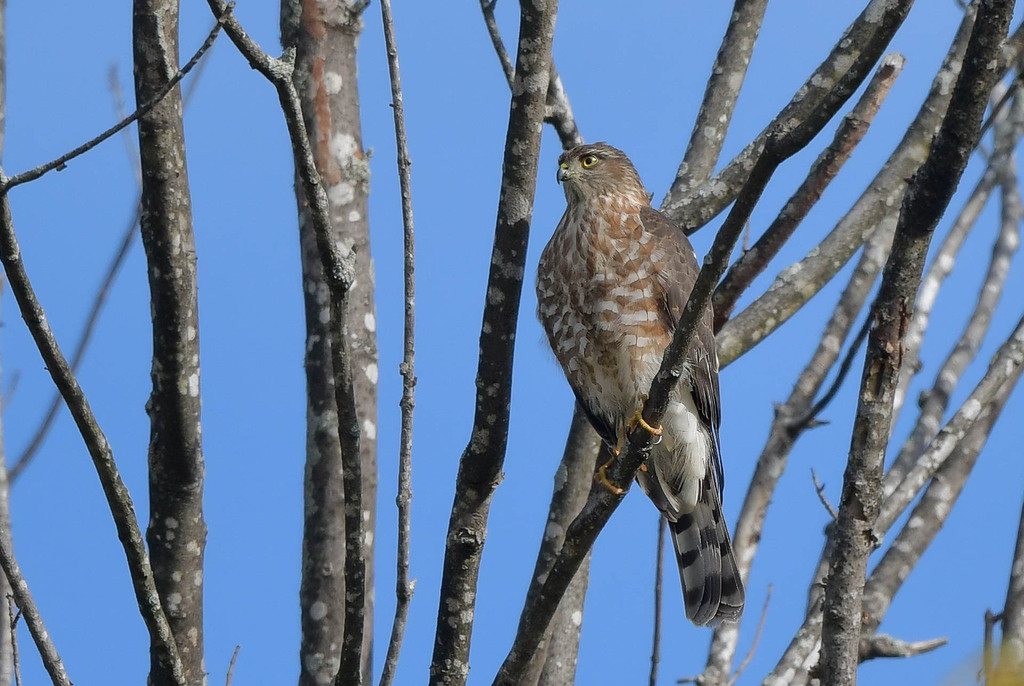 Sharp-shinned Hawk from Rutland, VT 05701, USA on September 30, 2022 at ...