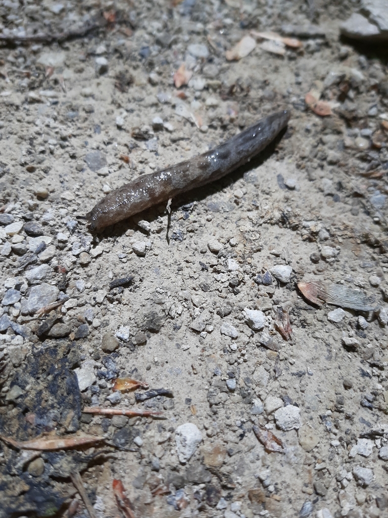 Helicinan Snails and Slugs from Lewis Center, OH 43035, USA on May 15 ...