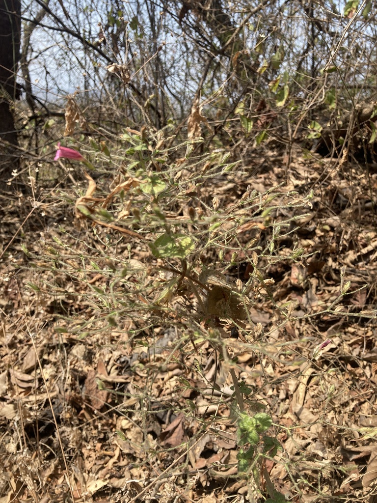 dicots from Guayaquil, Guayas, EC on September 30, 2022 at 10:20 AM by ...