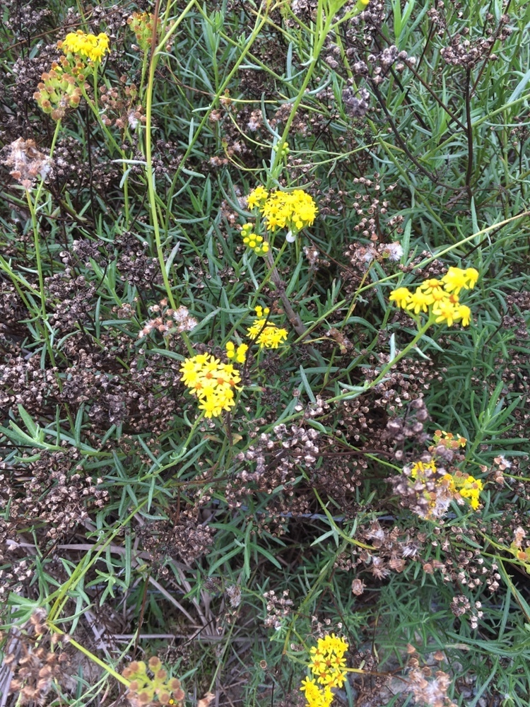 linear-leaved australian fireweed from Rancho del Rey, Chula Vista, CA ...