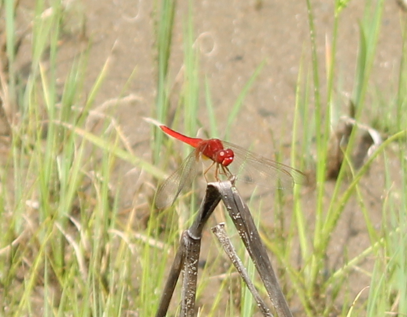 Scarlet Skimmer from Tân Hoà, Tp. Vĩnh Long, Vĩnh Long, Vietnam on June ...