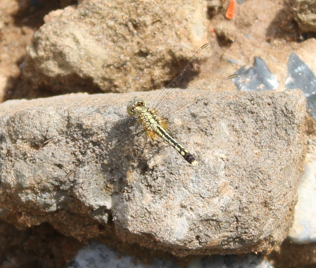 Chalky Percher from Tân Hoà, Tp. Vĩnh Long, Vĩnh Long, Vietnam on June ...