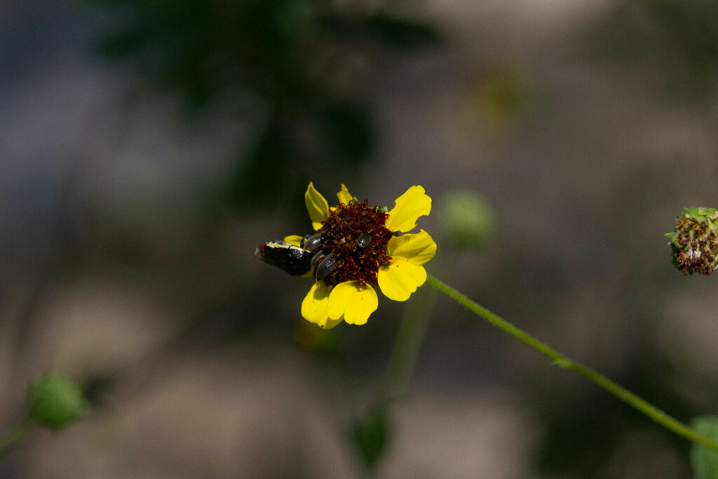 Insects from La Paz, B.C.S., México on September 29, 2022 at 01:38 PM ...