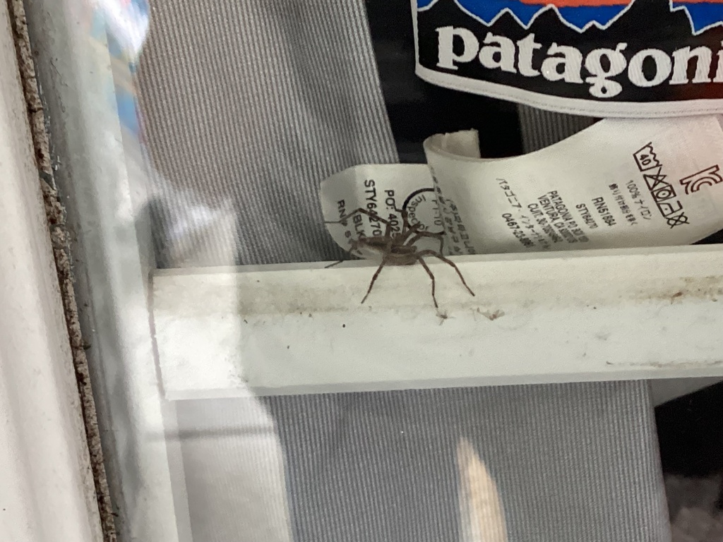 Grass Spiders from Franklin County, US-OH, US on September 29, 2022 at ...