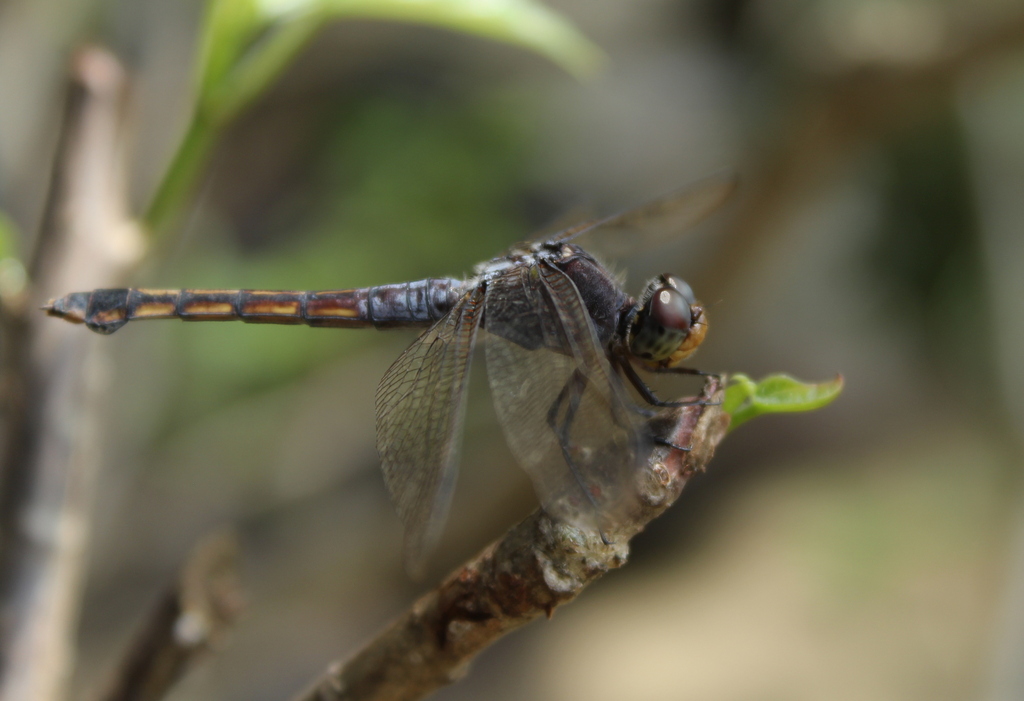 Swampwatcher from Mỹ Lộc, Ho Chi Minh City, Long An, Vietnam on June 28 ...