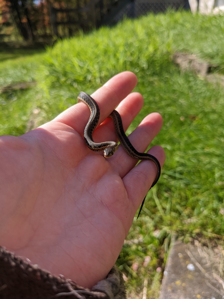 Common Garter Snake from Siren, WI, USA on September 30, 2022 at 11:00 ...