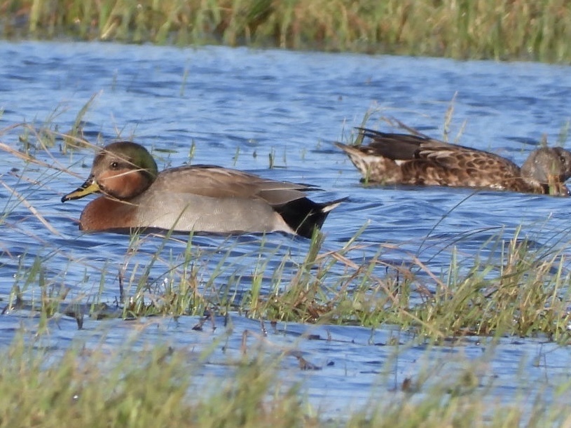Brewer's Duck from La Reserva Integral de Les Llaunes, Castelló d ...