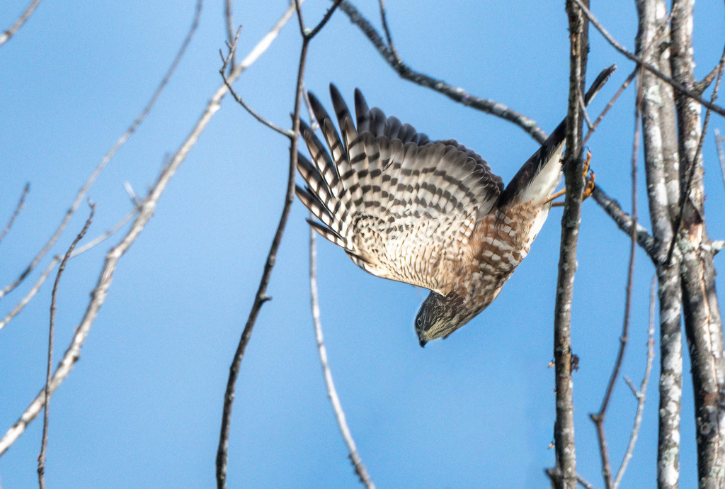 Sharp-shinned Hawk from Rutland, VT 05701, USA on September 30, 2022 at ...