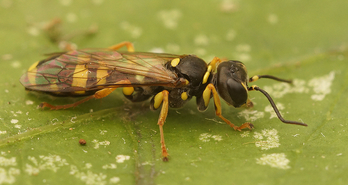 Subfamily Mellininae · iNaturalist