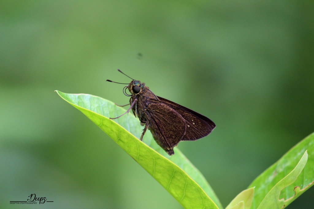 Swifts and Allies from Parassinikadavu on September 06, 2017 at 10:51 ...