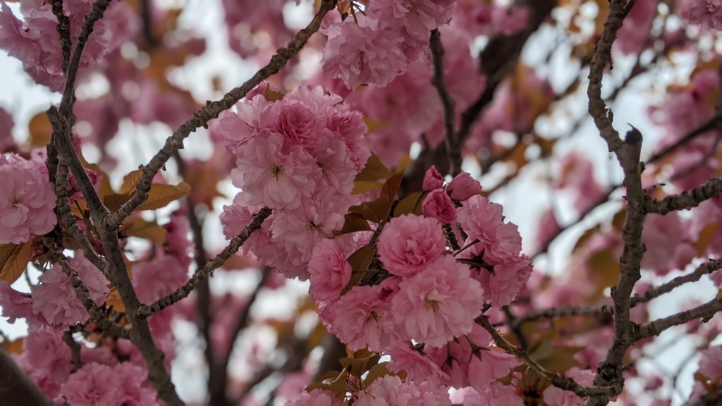 Japanese Cherry by Ana Cardenas · iNaturalist
