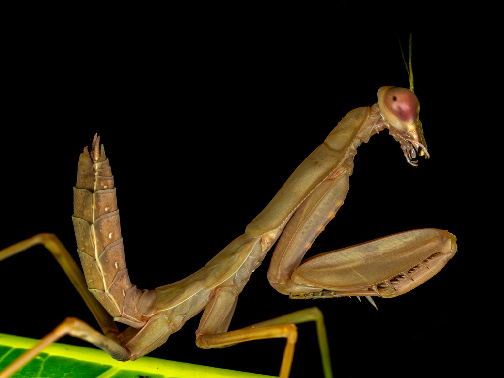 Hierodula patellifera patellifera in September 2022 by S Dowell ...