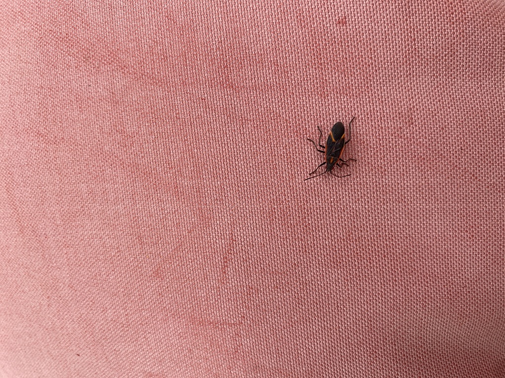 Eastern Boxelder Bug from 72 St NW, Calgary, AB, CA on September 30 ...
