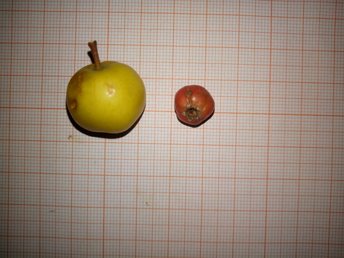 Azarole (Crataegus azarolus) · iNaturalist United Kingdom
