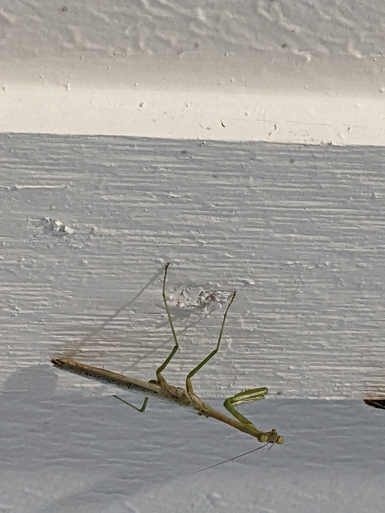 Carolina Mantis from Pleasant Valley, Austin, TX 78741, USA on ...