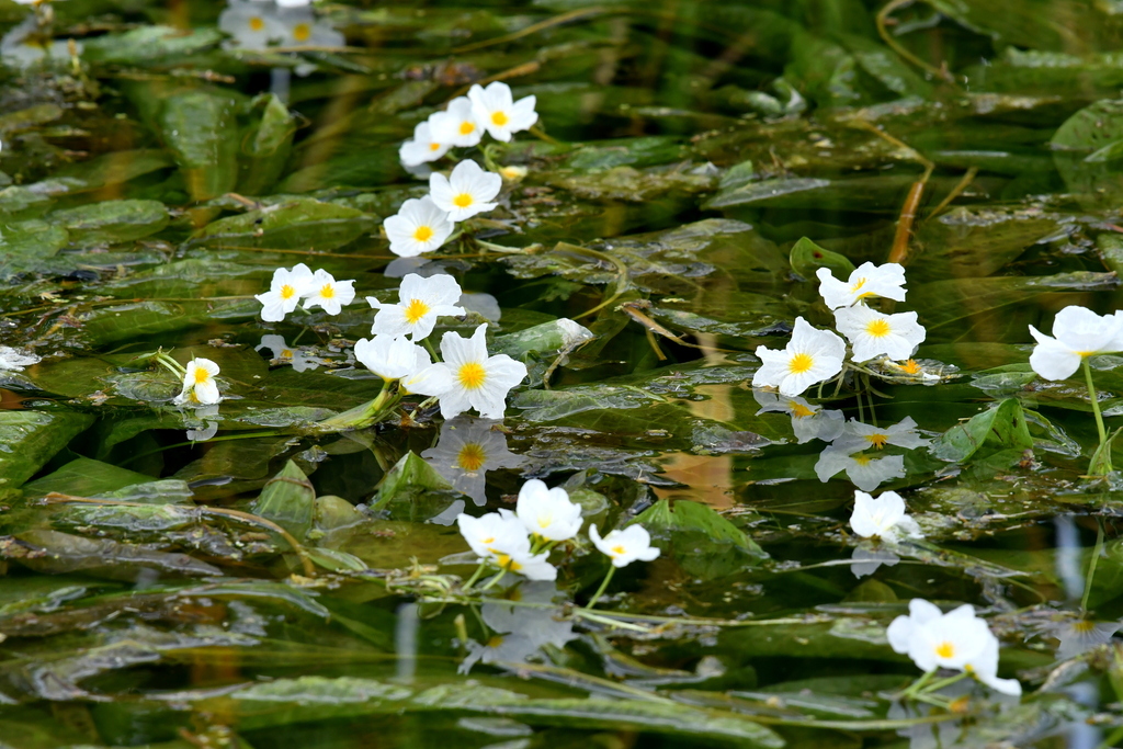 Ottelia acuminata from 中国大理白族自治州鹤庆县草海 on August 12, 2022 at 04:55 PM by ...