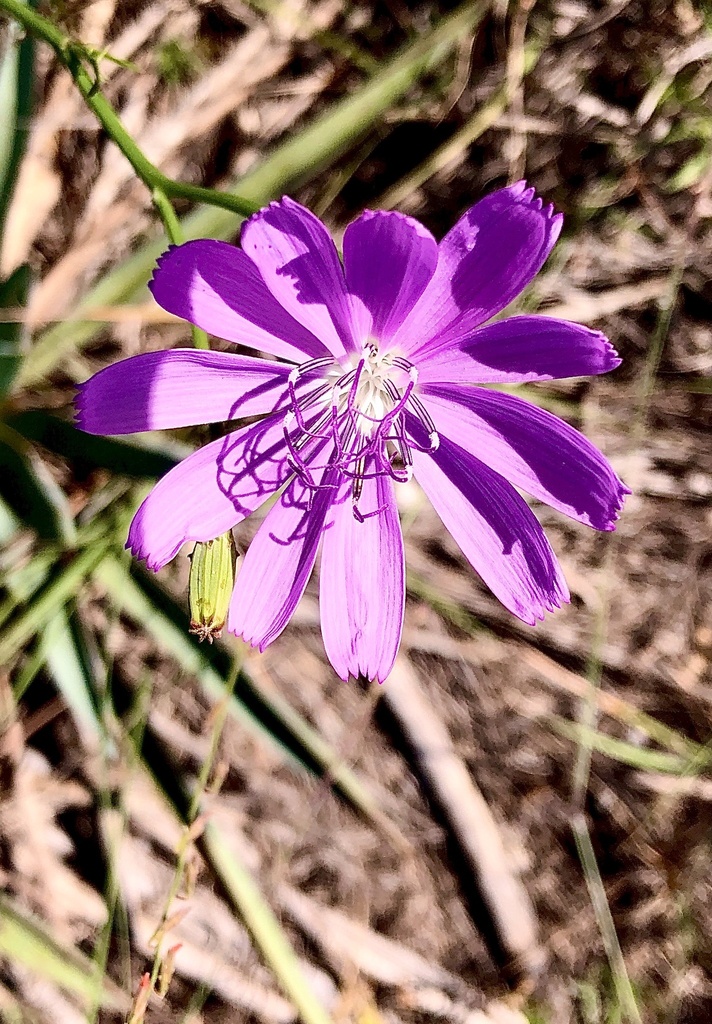 Texas Skeleton Plant from Rio Vista, TX, US on September 30, 2022 at 10 ...