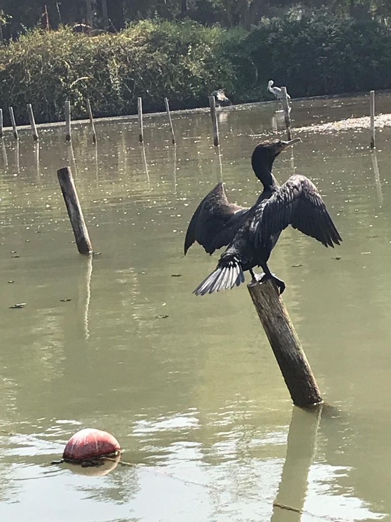 Neotropic Cormorant from Laguna Abierta, Santiago, Metropolitana de ...