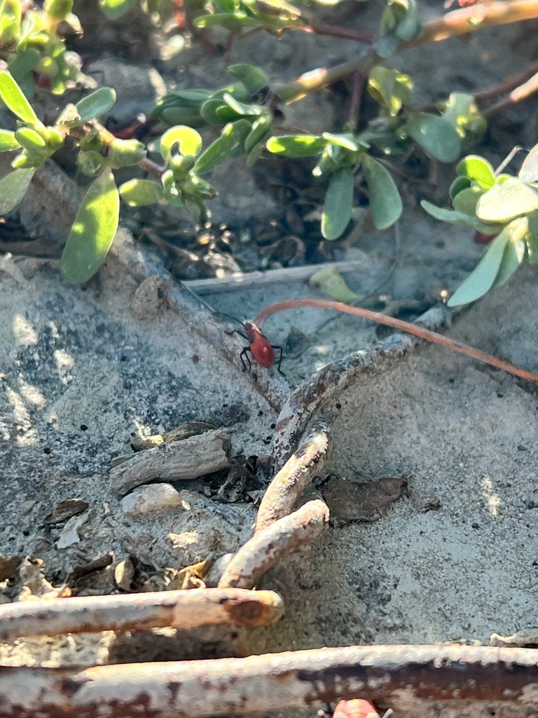 Winged and Once-winged Insects from Humber Marshes, Toronto, ON, CA on ...