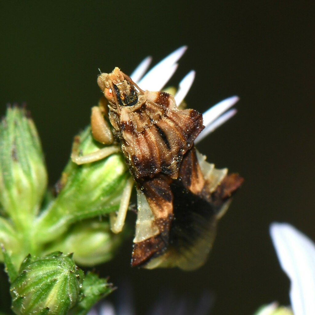 Phymata fasciata from Monroe County, IL, USA on September 30, 2022 at ...