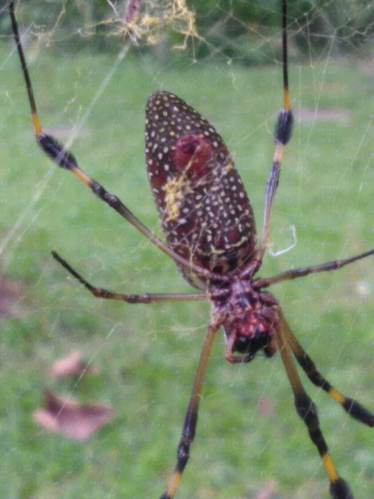 Golden Silk Spider from El Grande, Ver., México on September 30, 2022 ...