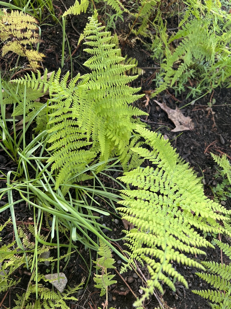 hay-scented fern from Boston College, Boston, MA, US on September 29 ...