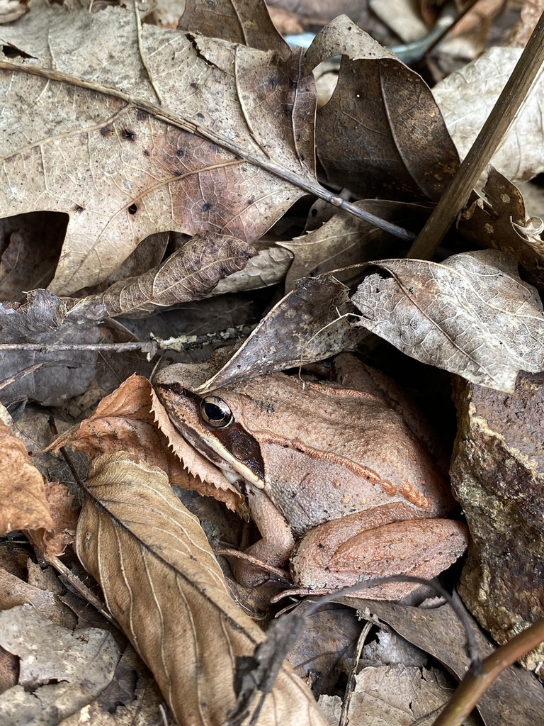 Wood Frog from Clarence Fahnestock State Park, Putnam Valley, NY, US on ...