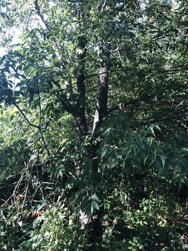 Observations by creoline · iNaturalist