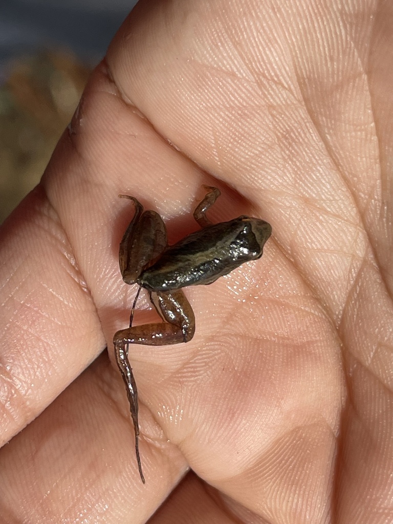 Southern Cricket Frog from Deltona, FL, US on September 30, 2022 at 02: ...