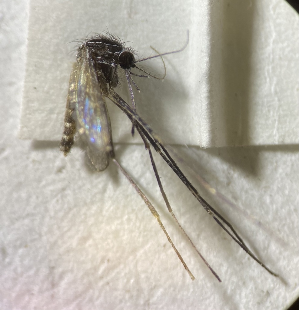 Orthopodomyia alba from Paint Branch Trail, College Park, MD, US on ...