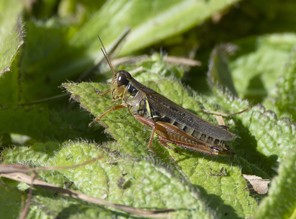 Red-legged Grasshopper from Winterrowd Wetlands, Old State Hwy 47 ...