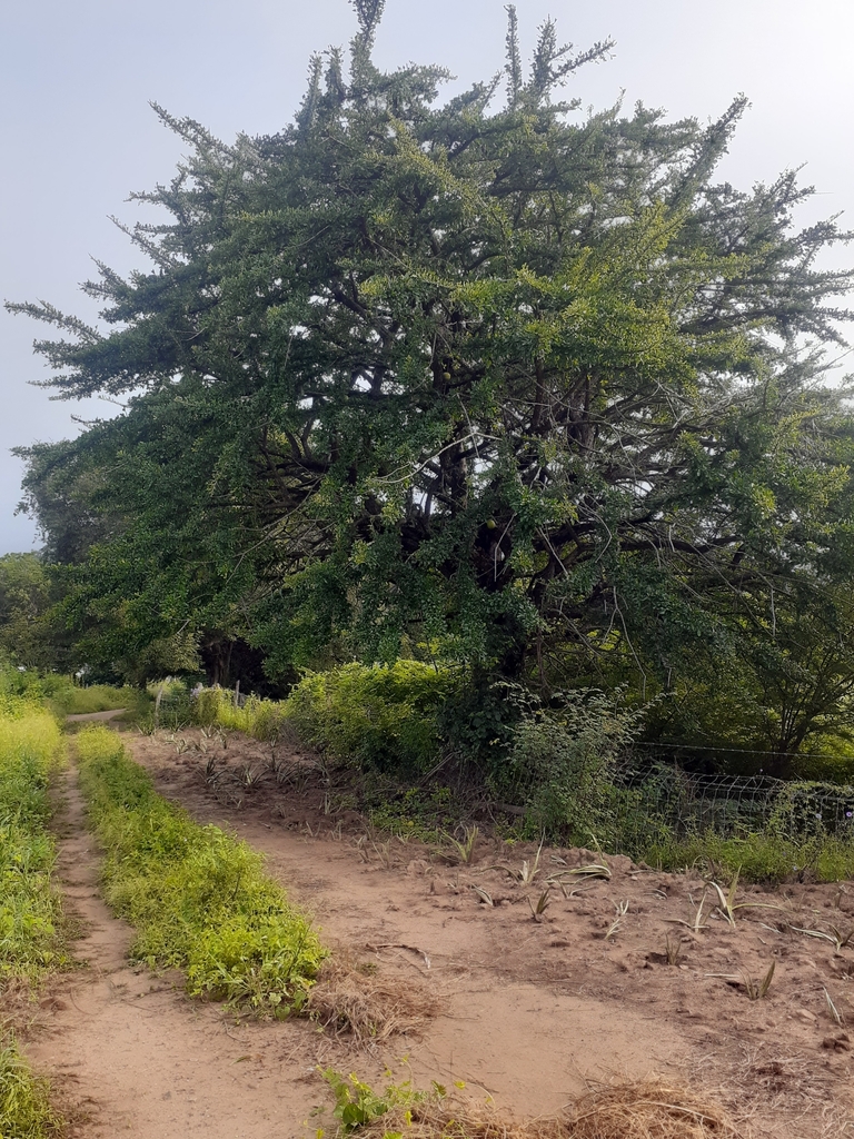 Winged Calabash from El Limón de los García on September 30, 2022 at 08 ...