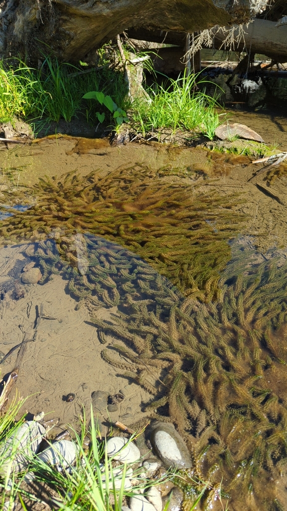 Canadian Waterweed from Grays Harbor County, US-WA, US on September 30 ...