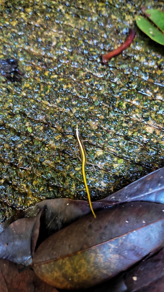 Yellow-striped Slender Tree Skink from Bagong Silang, Laguna ...