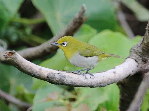 Subspecies Zosterops meyeni batanis · iNaturalist