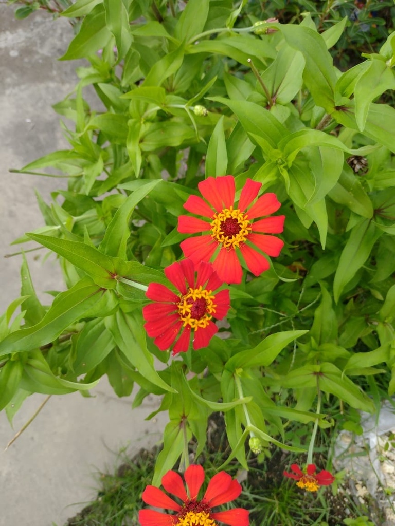 Peruvian zinnia from Centro, TAB, MX on September 27, 2022 at 01:12 PM ...