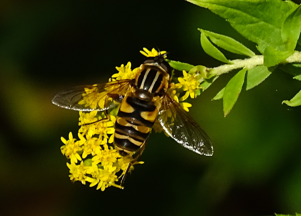 Narrow-headed Marsh Fly from Belgrade, ME, USA on September 30, 2022 at ...
