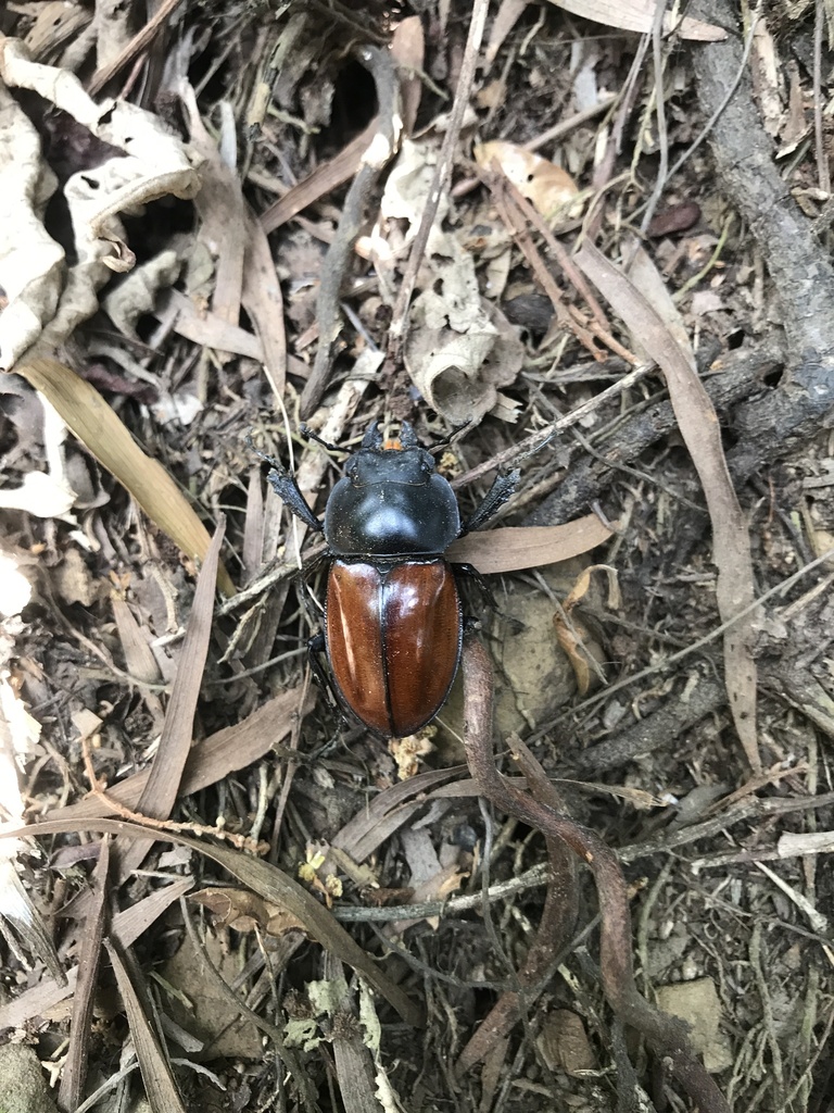 Neolucanus swinhoei from 芎林鄉, TW on October 01, 2022 at 12:33 PM by 張小誠 ...