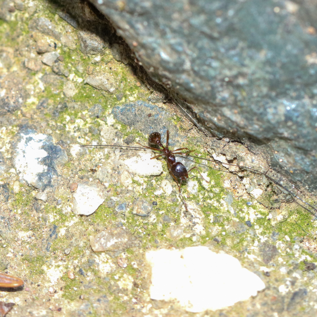 Western Collared Ant from Deer Creek, Nevada City, CA 95959, USA on ...