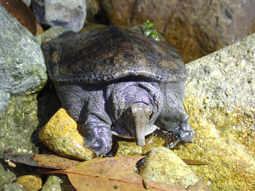 Wattle-necked Softshell Turtle in February 2018 by atnng · iNaturalist