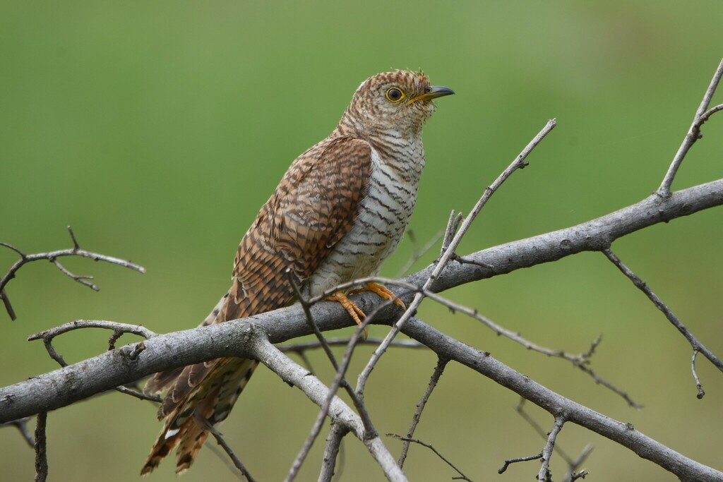 Common Cuckoo from Bahir Dar, Ethiopia on October 1, 2022 at 08:52 AM ...